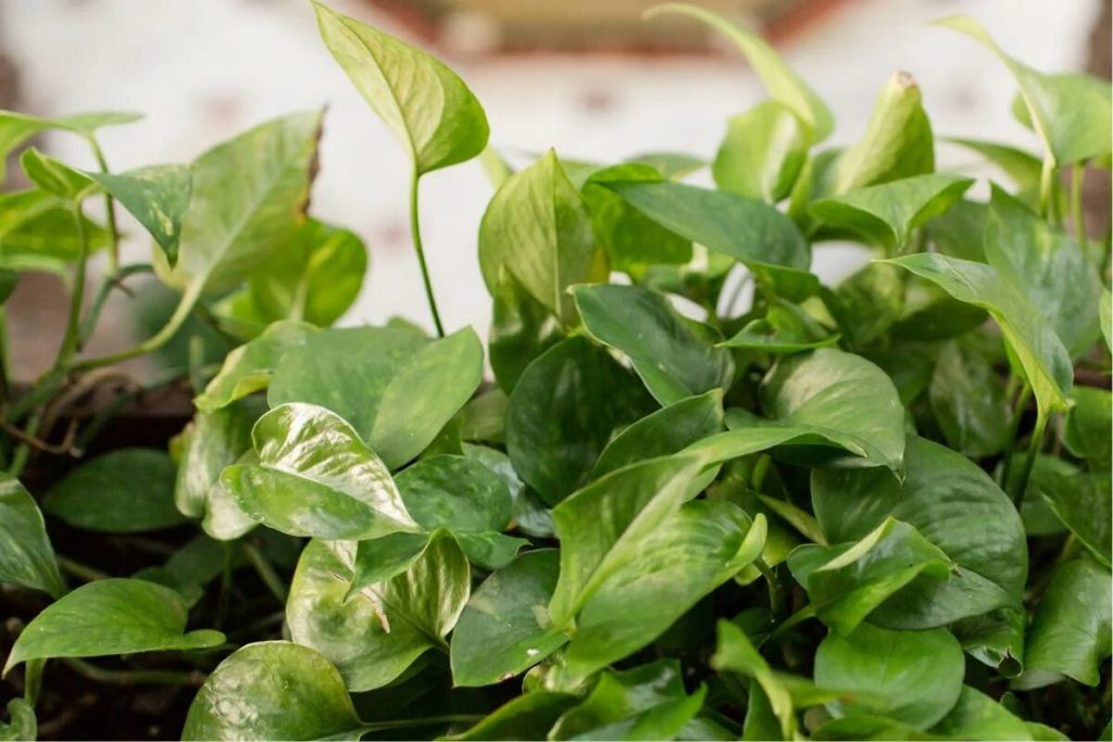 Nie je to len dekorácia: kde umiestniť potus v dome, aby fungoval ako ...